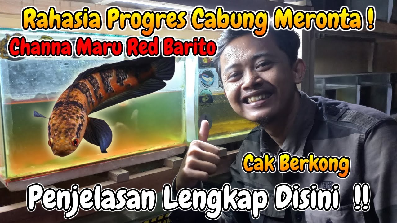 HASIL PROGRES FULL INDOOR !! PROGRES CHANNA MARU RED BARITO CABUNG ...