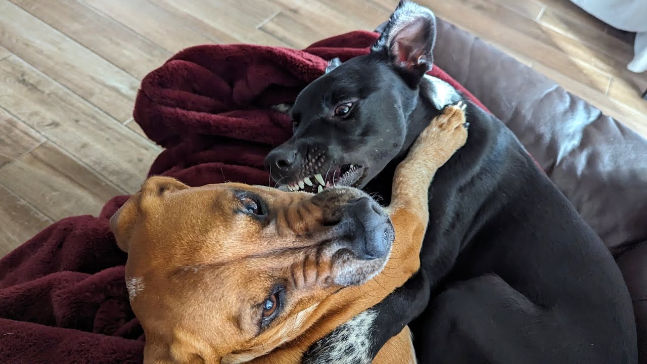 These dogs are nibbling, biting, teeth to teeth each other every day ...