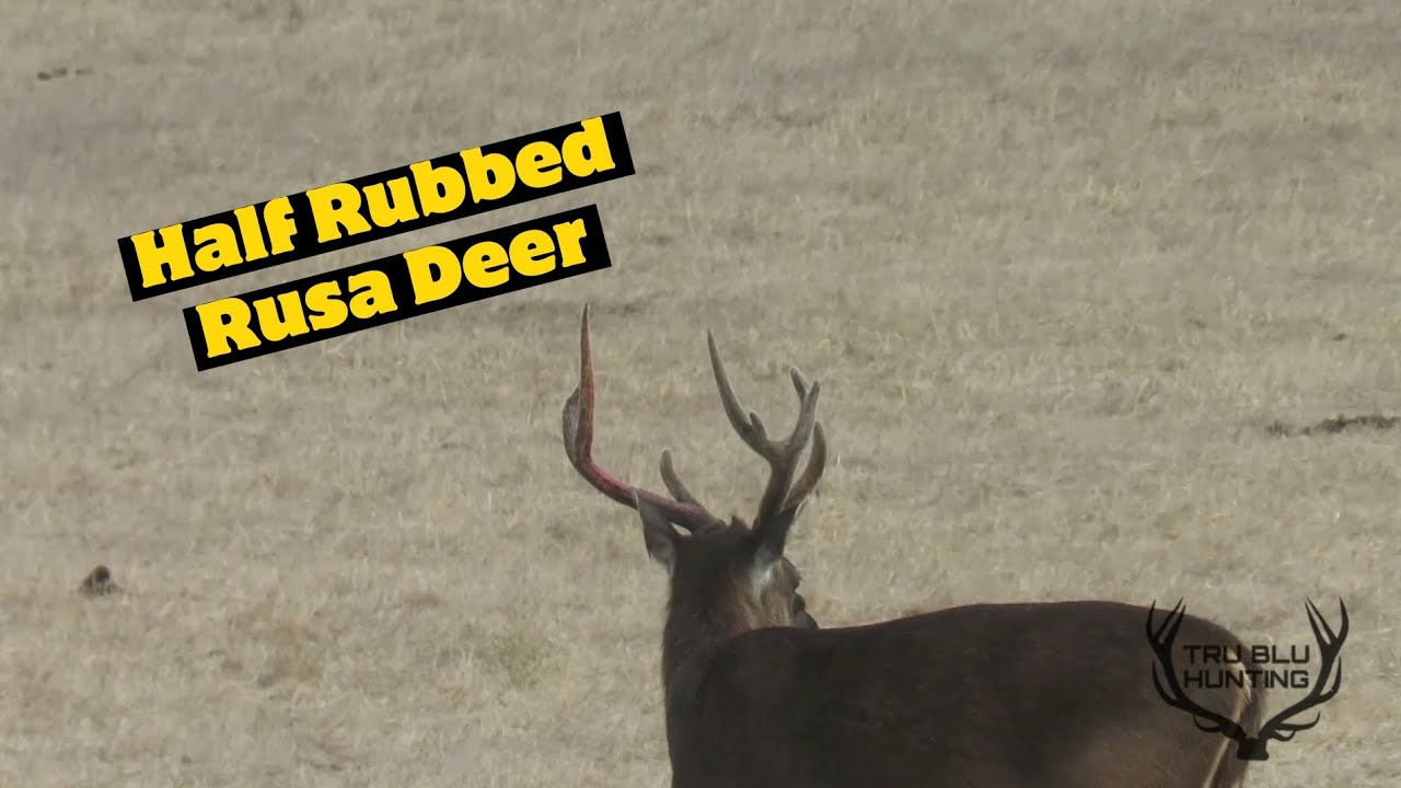 Half Rubbed Rusa Deer | Watervalley Station - YouTube