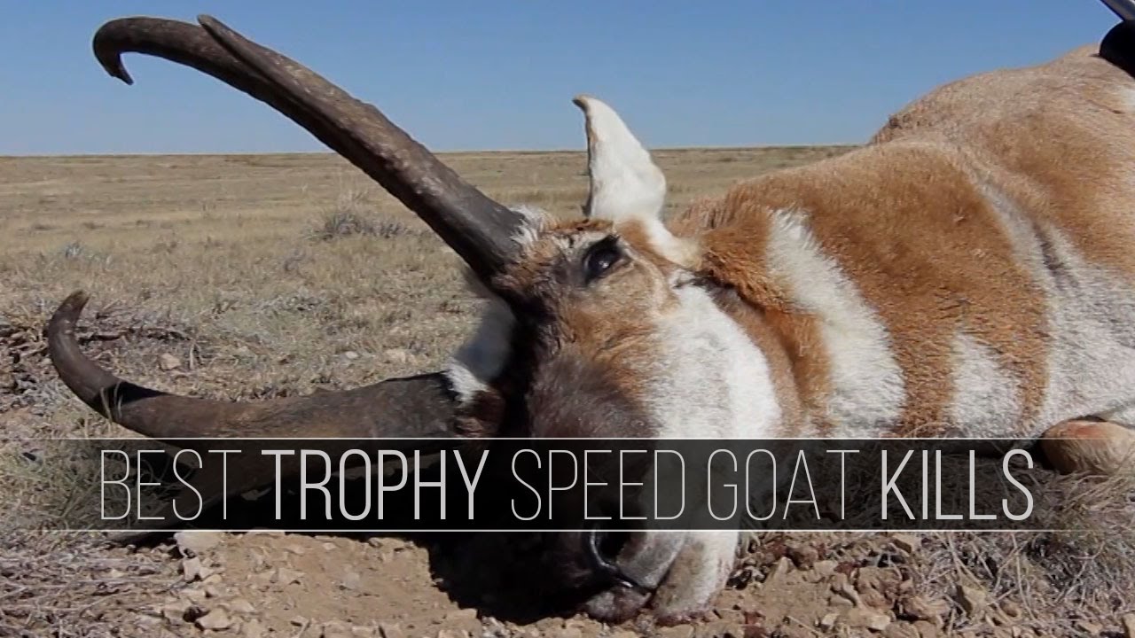 Best Trophy Antelope Kills - YouTube