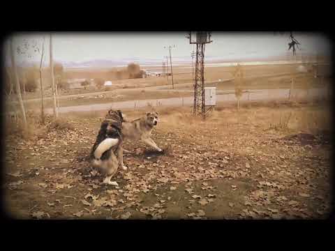 Köpek dövüş