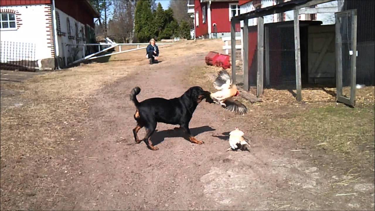 Molly the peace making Rottweiler - YouTube