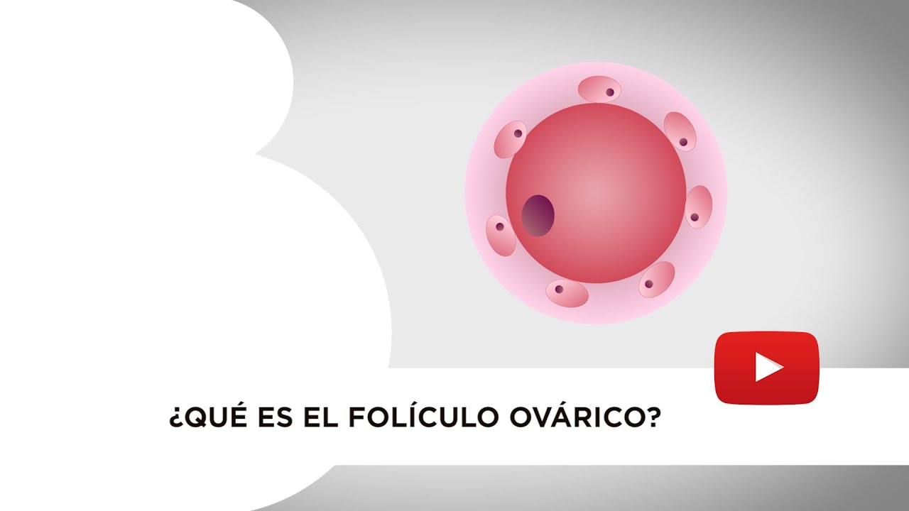 Qué es el folículo ovárico. Cuál es su función y cómo se comporta - YouTube