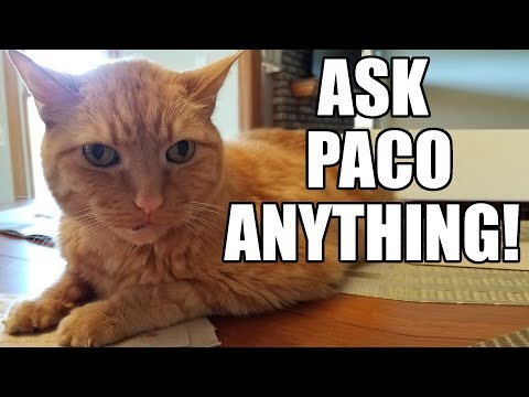 Ask Paco Anything! Cat Answers Your Questions! Babyteeth More - YouTube