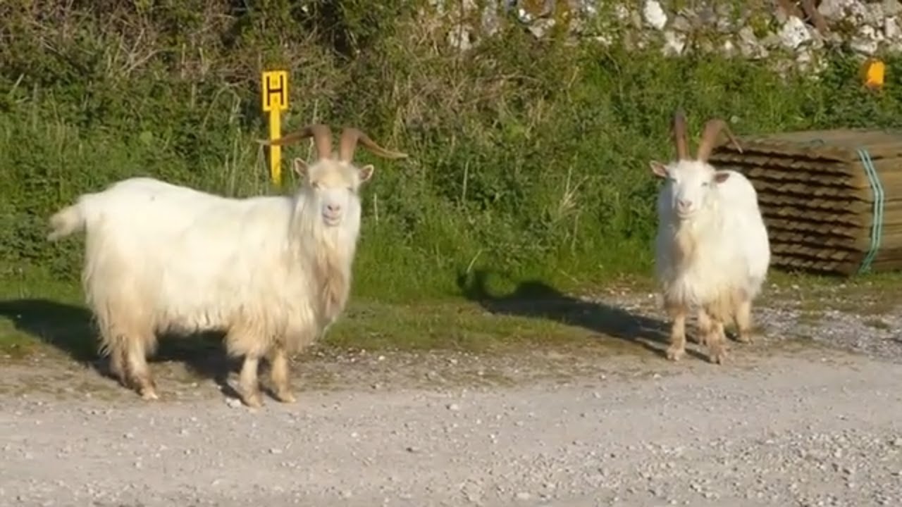 Great Orme Goats - YouTube