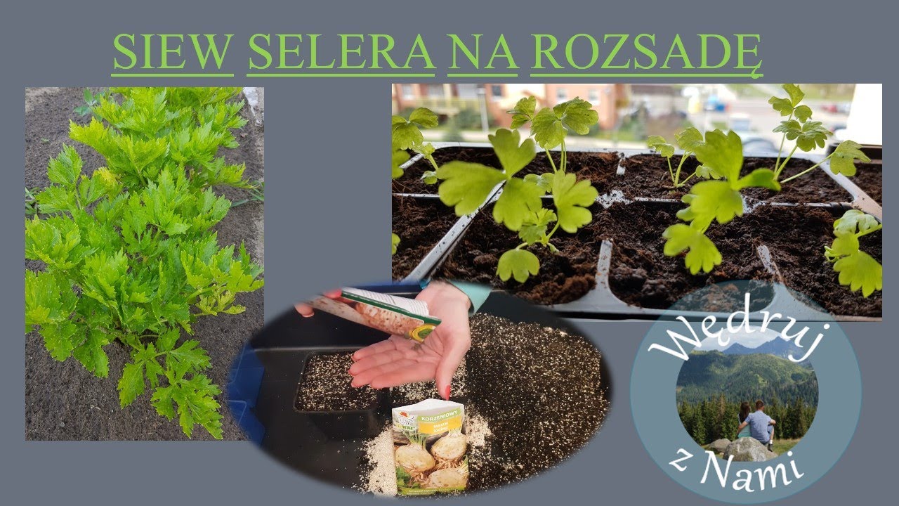 JAK I KIEDY SIAĆ SELER? SIEW SELERA NA ROZSADĘ. UPRAWA SELERA W ...