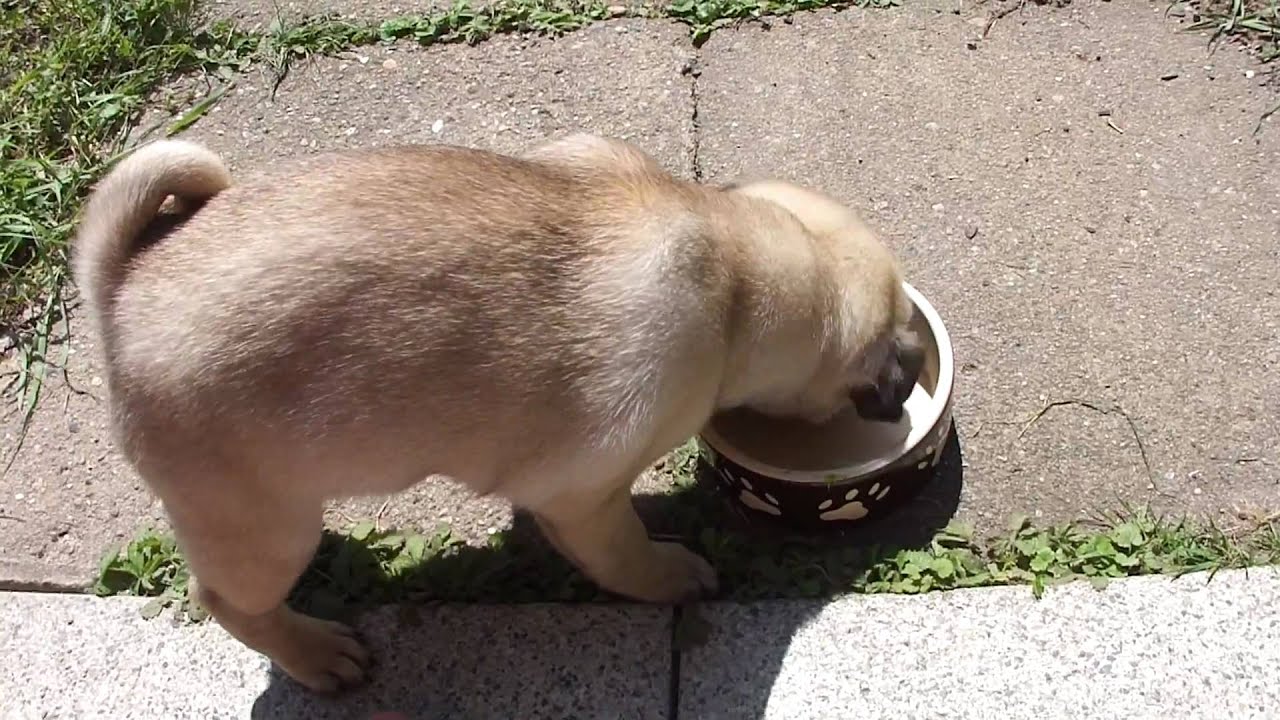 Oliver - the eating pug - day 7 - YouTube