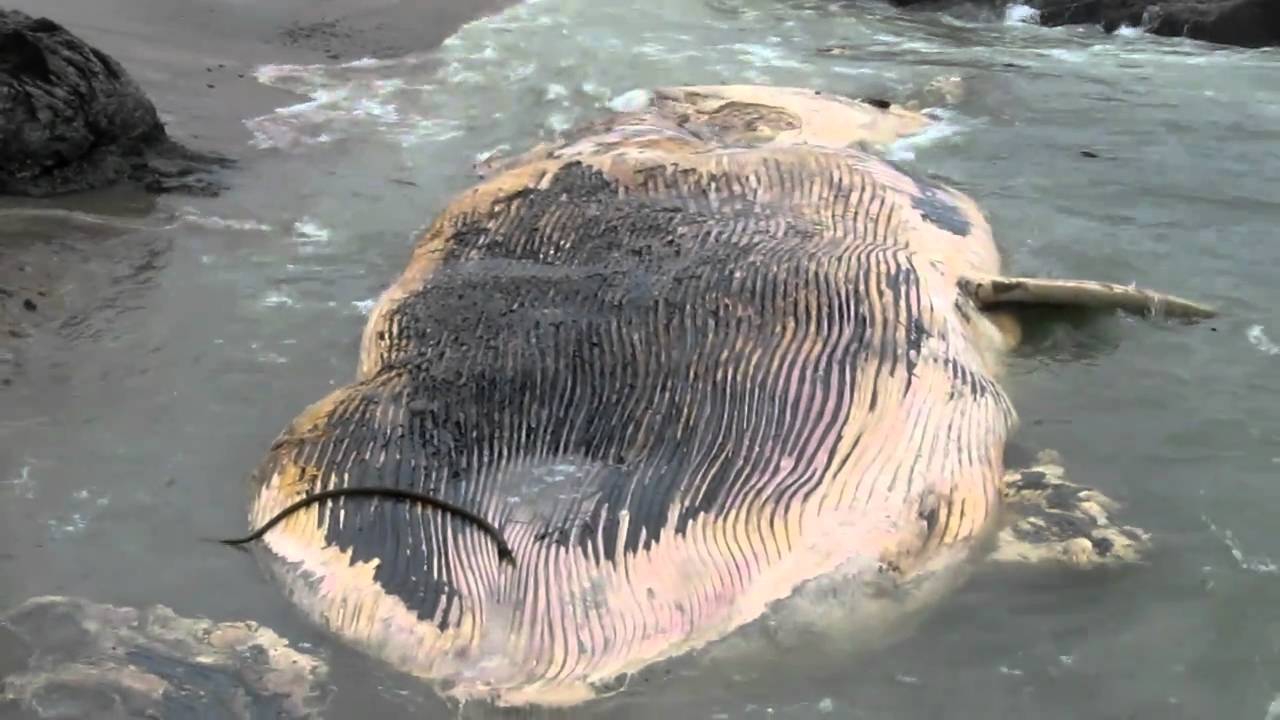 Worlds largest animal undulates in the tide - YouTube