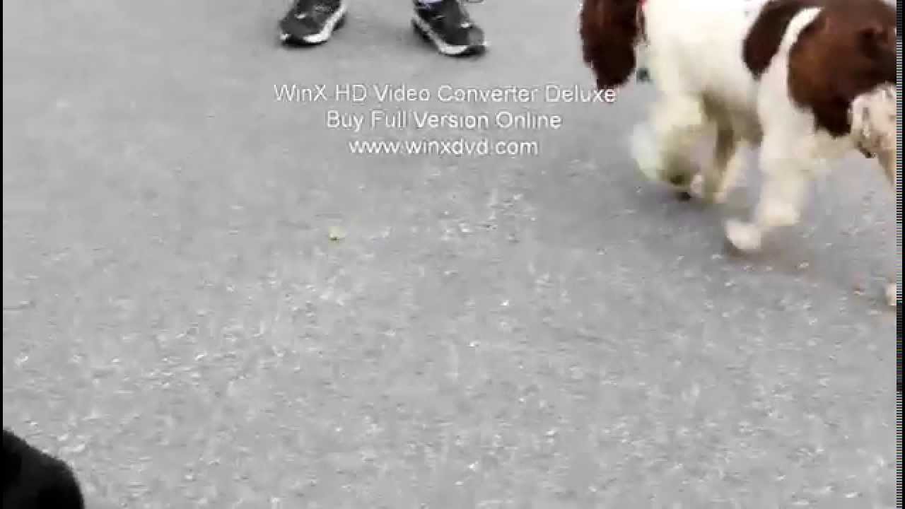 Spangold Retriever Puppies - www.greenfieldpuppies.com - YouTube