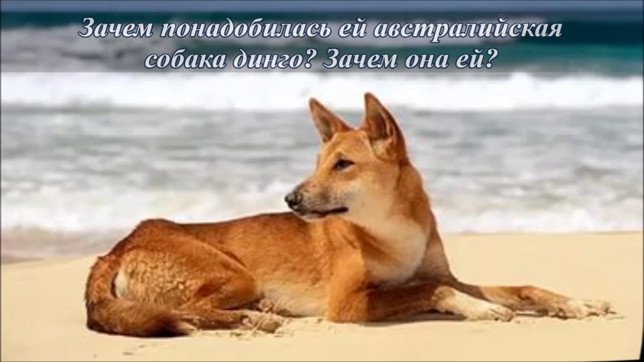 Р И Фраерман Дикая собака динго Youtube