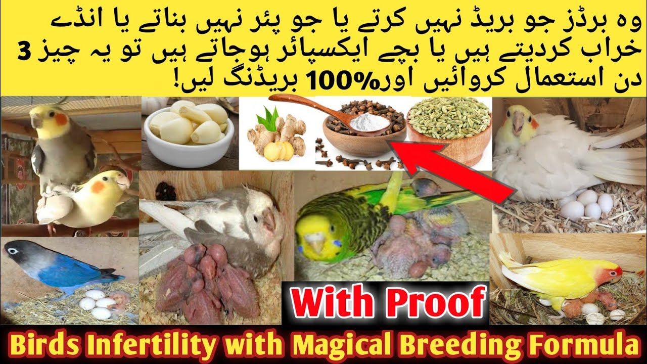 How To Breed Cockatiel,Love Birds,Budgies l Natural magical Breeding ...