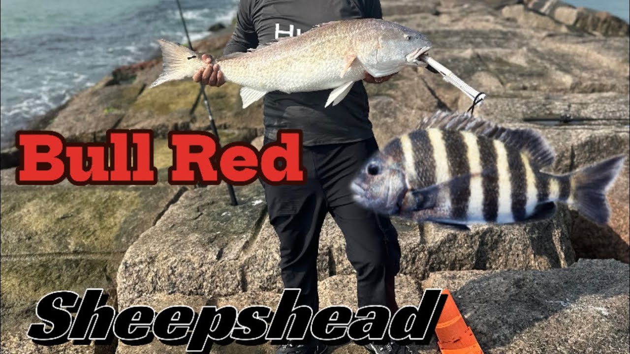 Pesca de Bull Red y sheepshead, South Padre Island - YouTube