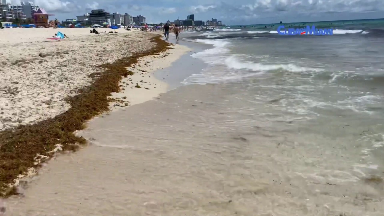 Sargazo afecta sección de Miami Beach - YouTube