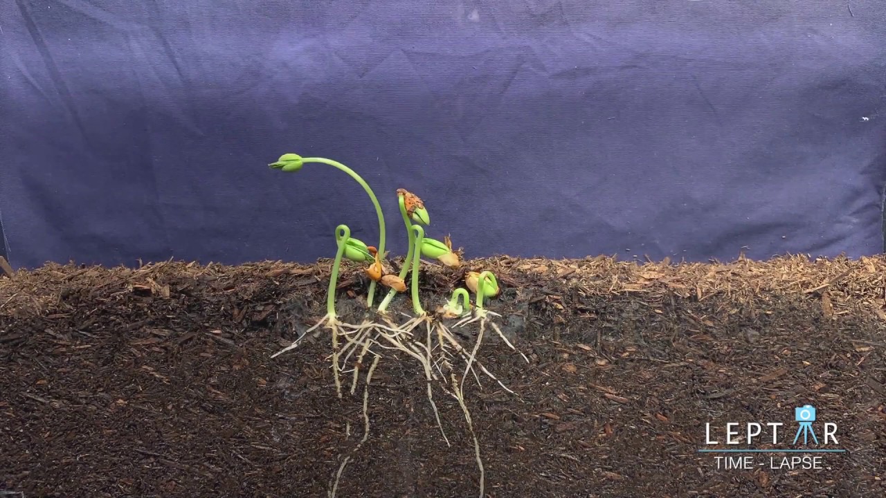 Mung Beans Roots Time-Lapse - YouTube