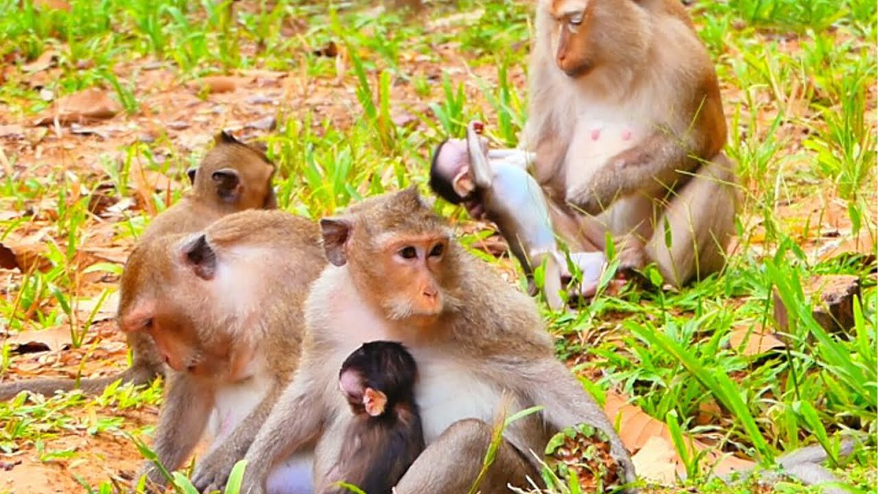 Poor Baby Monkeys And A Mother Monkey With Little Mothering Skills ...