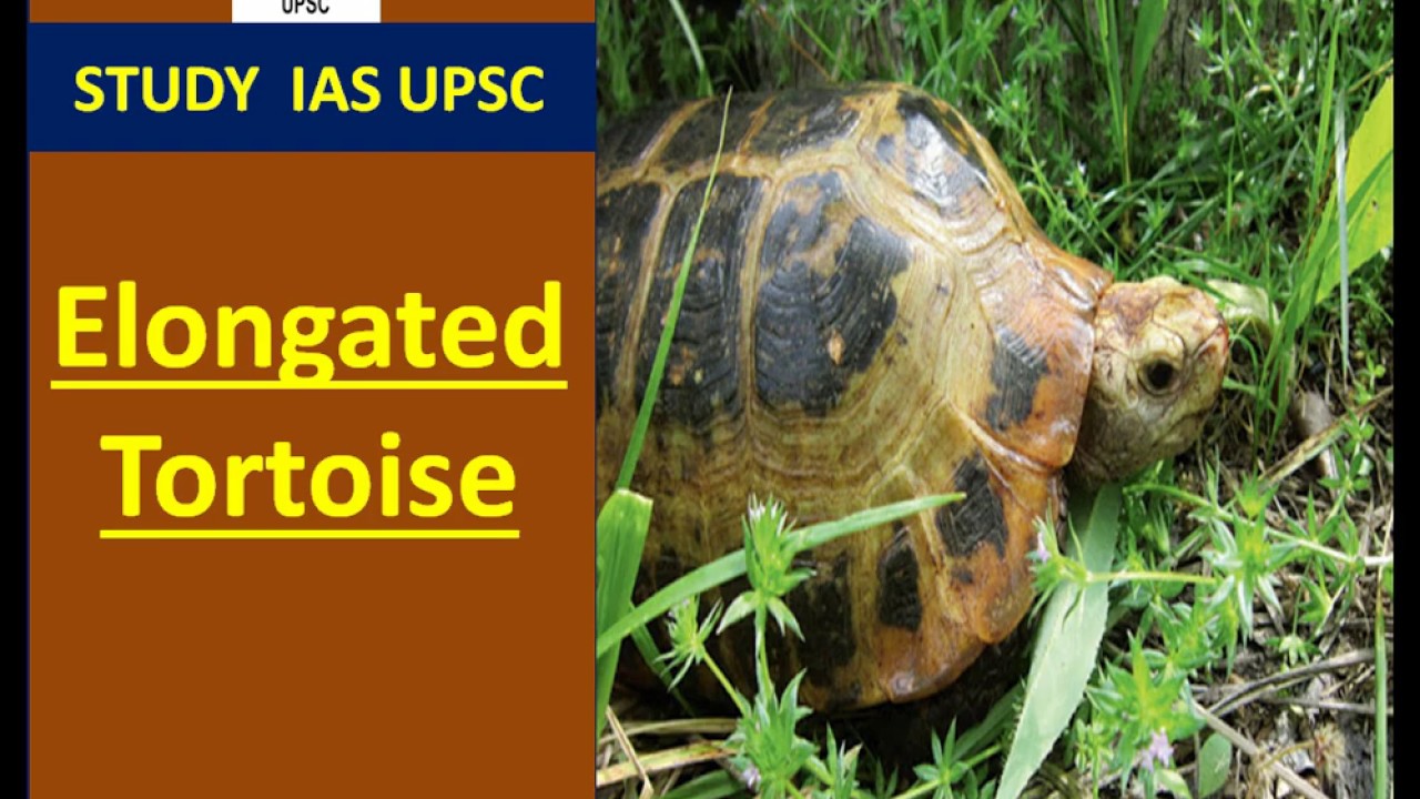 ELONGATED TORTOISE For UPSC/Banking/SSC/State PCS/OAS/Defence/Railways ...