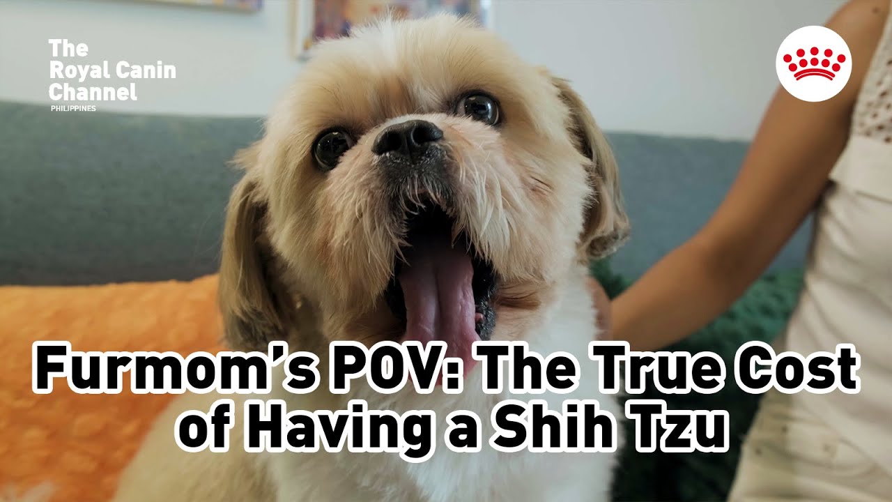 Furmom’s POV: The True Cost of Having a Shih Tzu - YouTube
