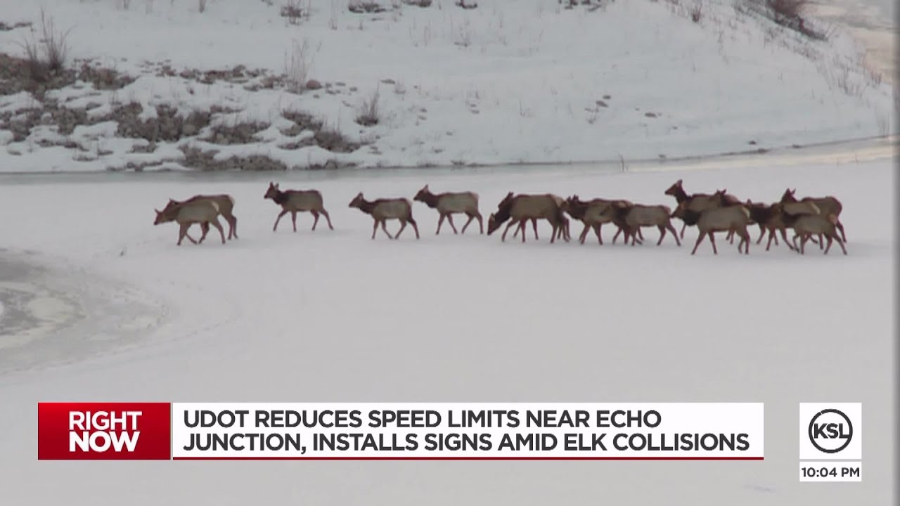 UDOT reduces speed limits around Echo Junction amid elk collisions ...