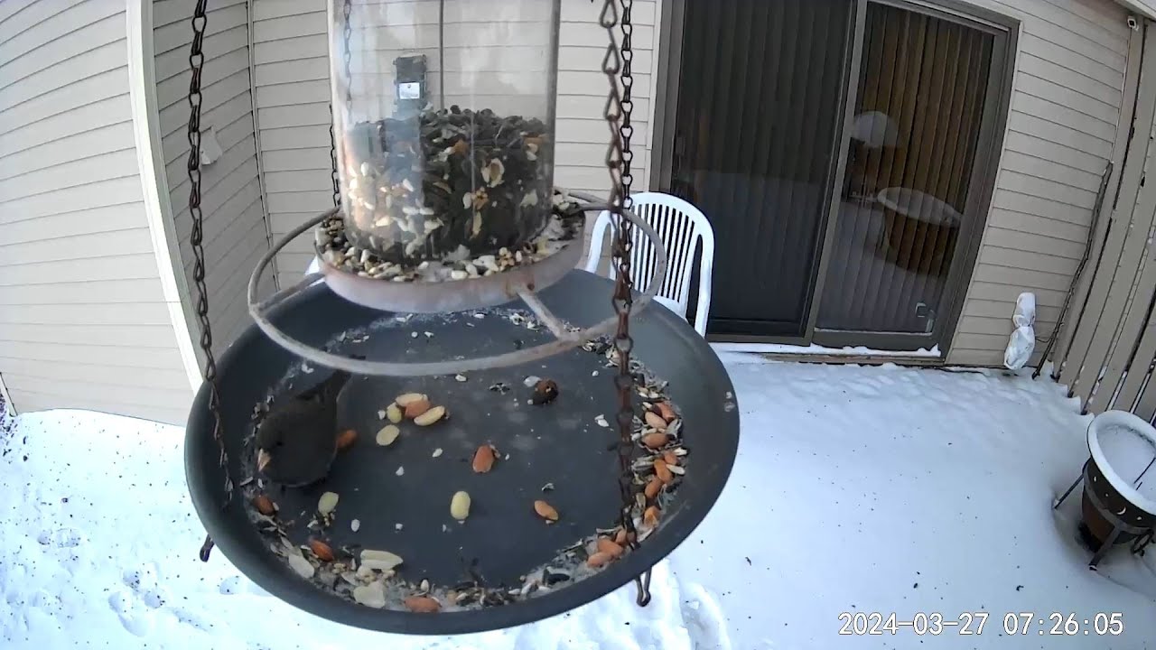 2024/03/27 - A hungry Dark-eyed Junco opens the feeder up with its ...