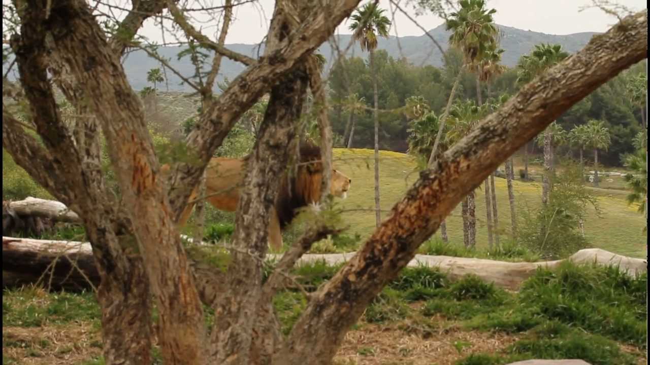 Lion Grunts - YouTube