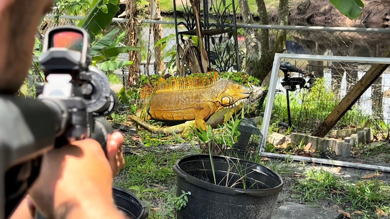 Iguana Season 23 - iguanas in my Backyard and Trash Can Catches! - YouTube