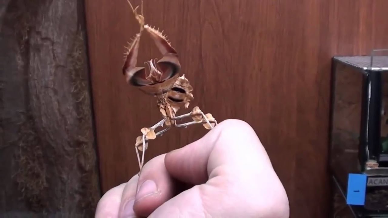 Thug Bug Fight - YouTube