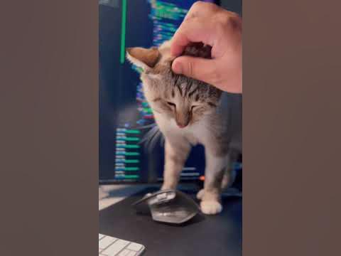Cats interrupts work for scritches. Stress melts away - YouTube