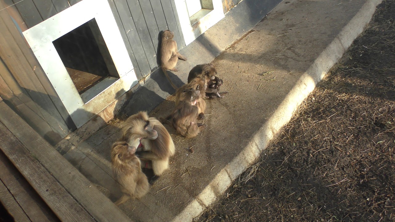Hilarious funny Gelada baboons mating Colchester Zoo 19dec17 1238p ...