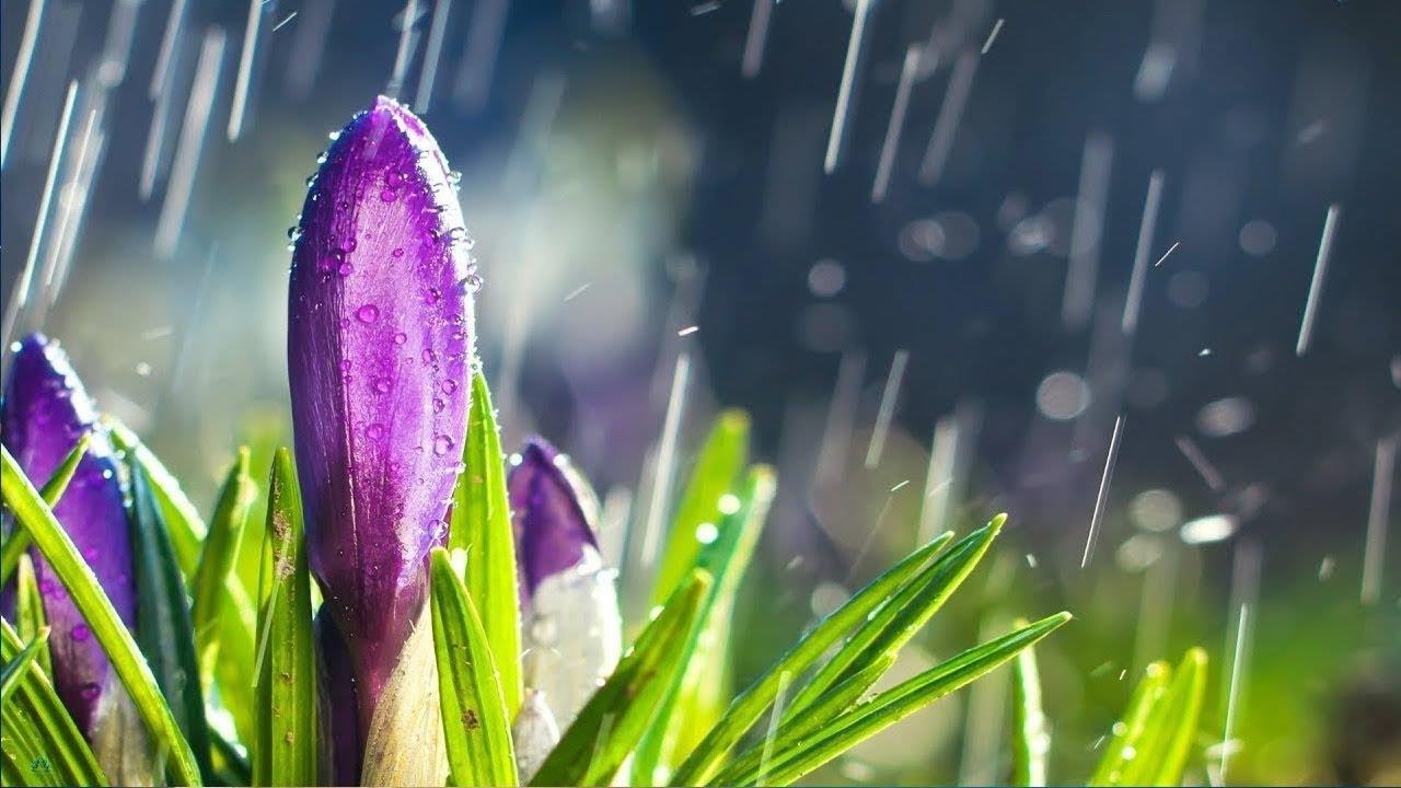 Música Relajante Piano Lluvia Suave para Dormir, Musica Tranquila para ...