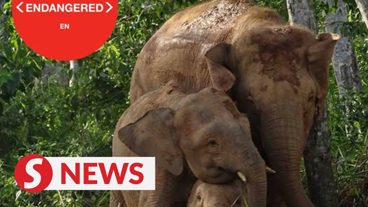 Sabah’s pygmy elephants listed as endangered by IUCN - YouTube