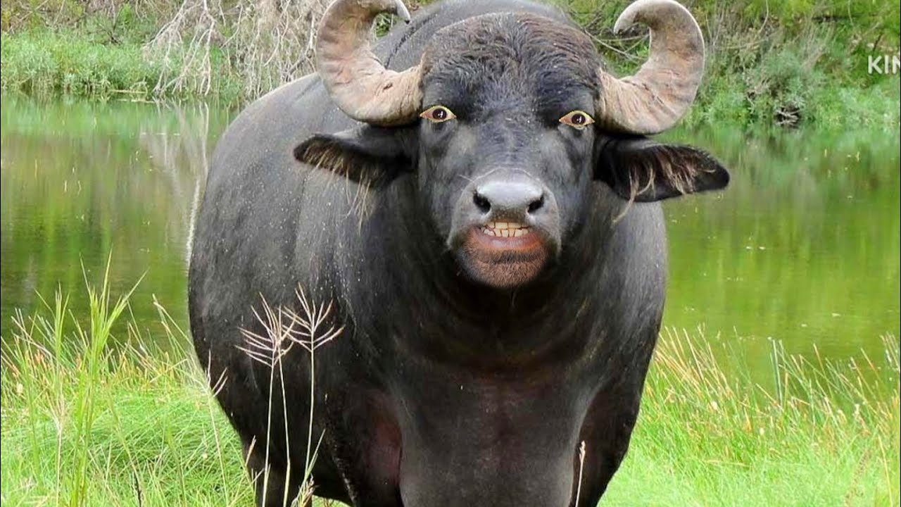 समोसा ले आओ रे / #animals #bufflo #comedy #buffalow #Cow #baffalo - YouTube