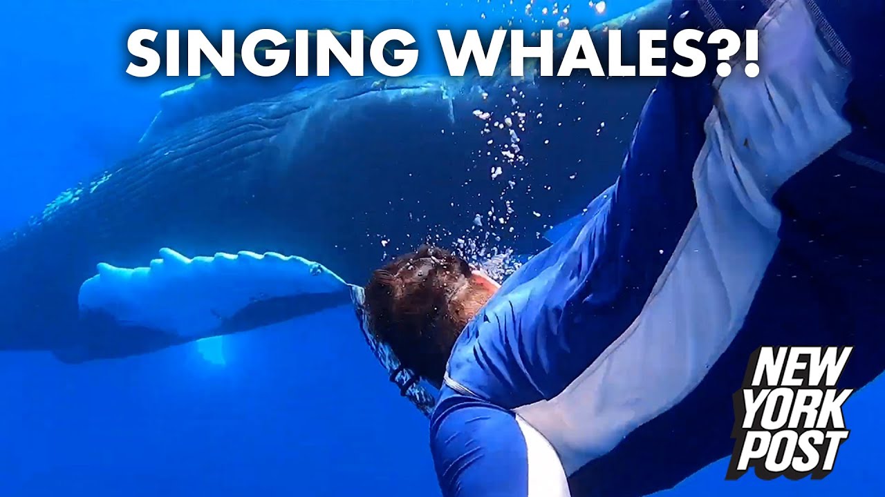 Singing humpback whales surround divers in this magical moment | New ...