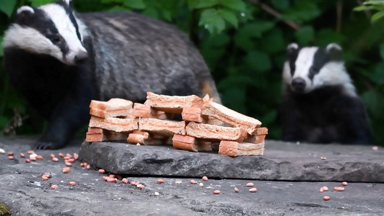 Wild Badgers Love Peanut Butter Sandwiches - YouTube