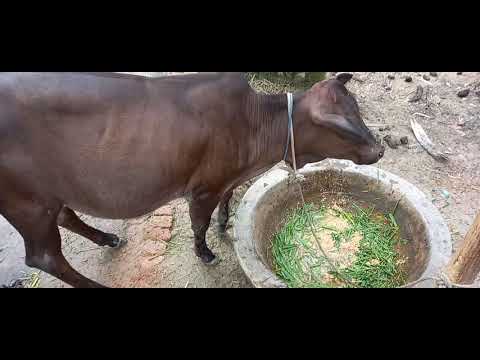 CAW FARMING FATALIN AGRO