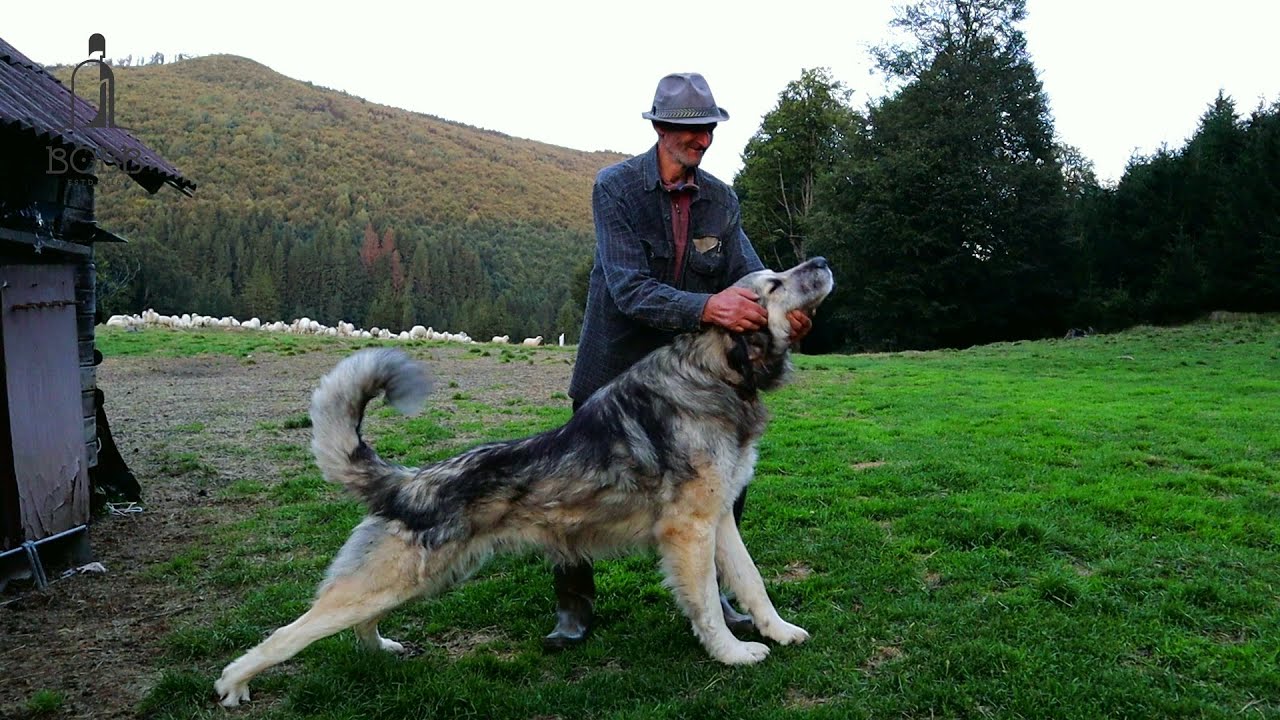 Badea PETREA un cioban ÎNȚELEPT, IUBITOR și cu DRAGOSTE de animale ...