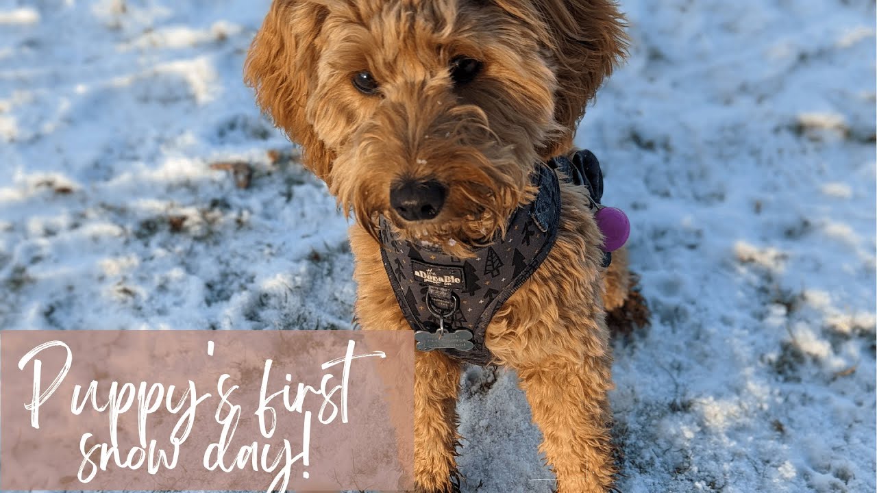 Cavapoo Puppy's First Snow Day! | Weekend Vlog - YouTube