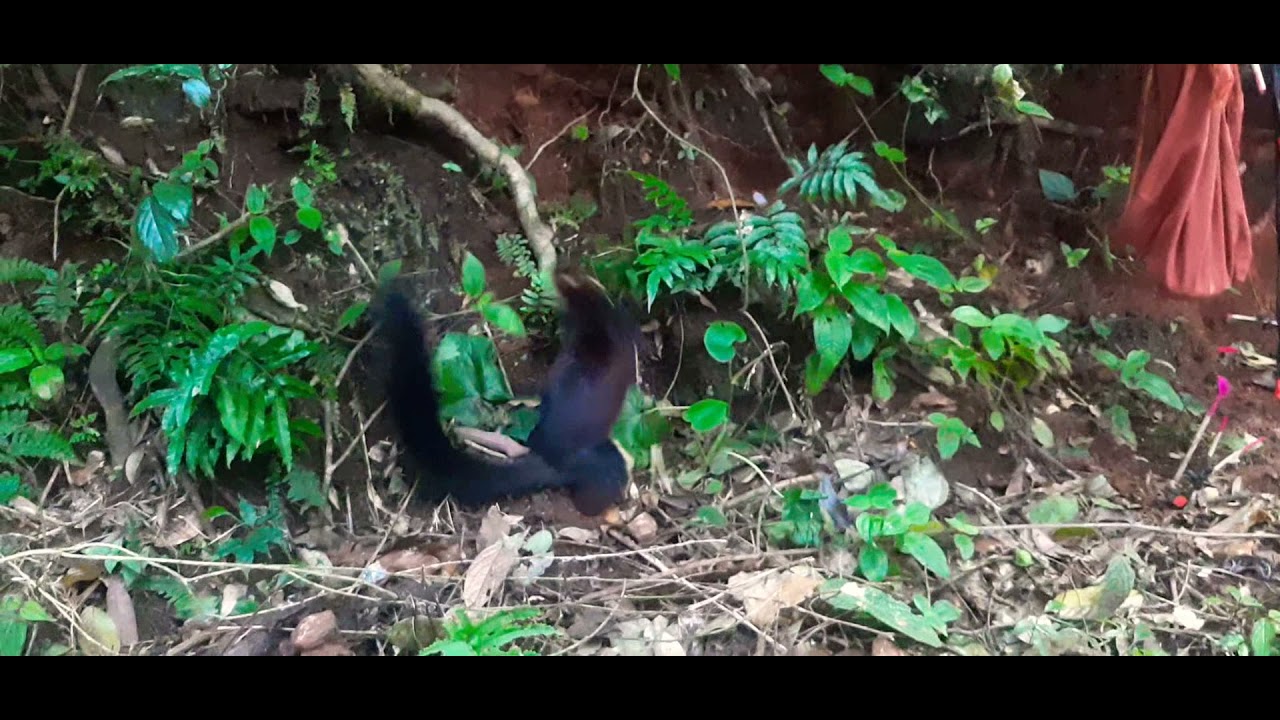 Indian giant squirrel | sabarimala squirrel |kerala squirrel @kerala ...