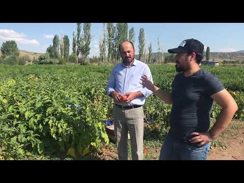 20 dekar Domates 🍅 Bahçesi ❤️