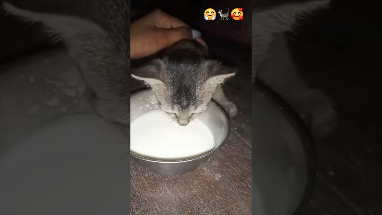 kuchi baby 🐈 ️ - YouTube