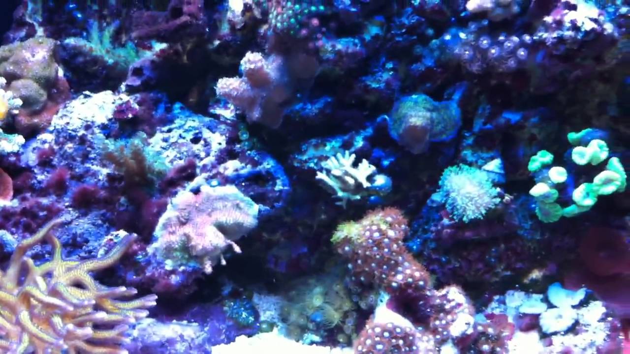 my 20L DIY AIO foam wall mixed reef - YouTube