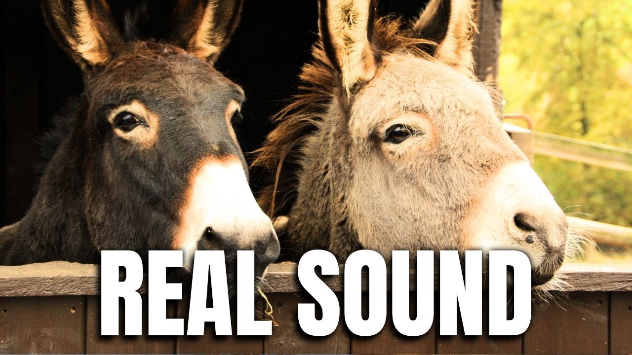 Donkey Sound - Wild Animal Sounds #donkey #donkeysounds - YouTube