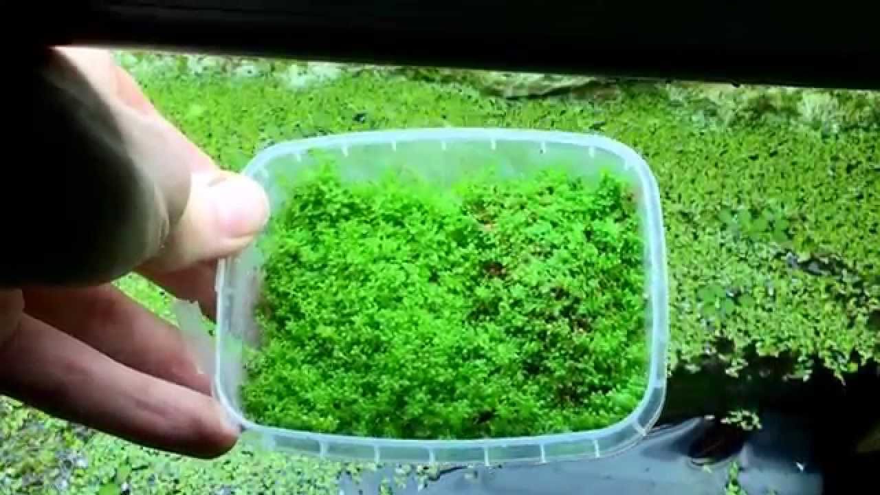 Micranthemum callitrichoides 'Cuba' len za 4,90,- - YouTube