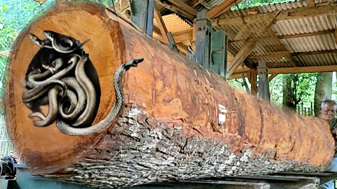 saw mysterious giant redwood logs at the sawmill worth hundreds of ...