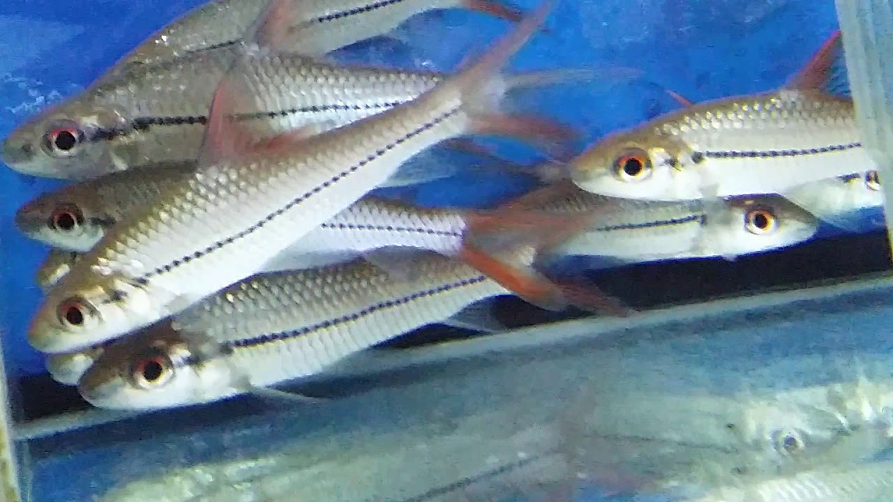 Cyclocheilichthys janthochir 10-12cm 紅翅一眉道人 - YouTube