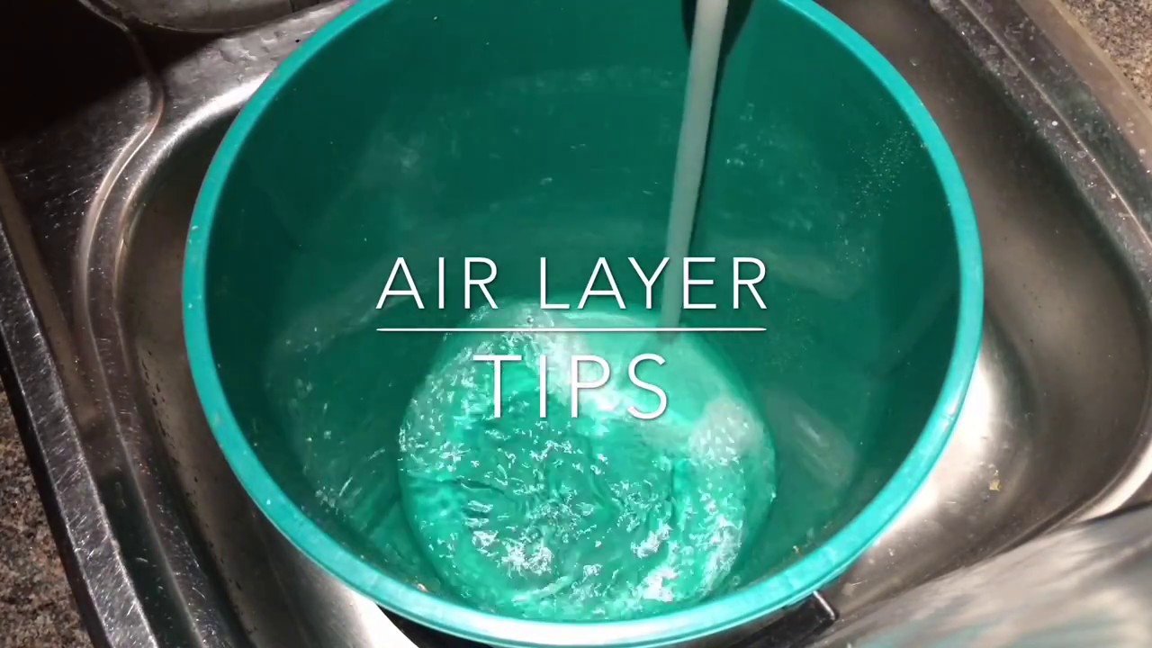 How To Air Layer Easy - YouTube