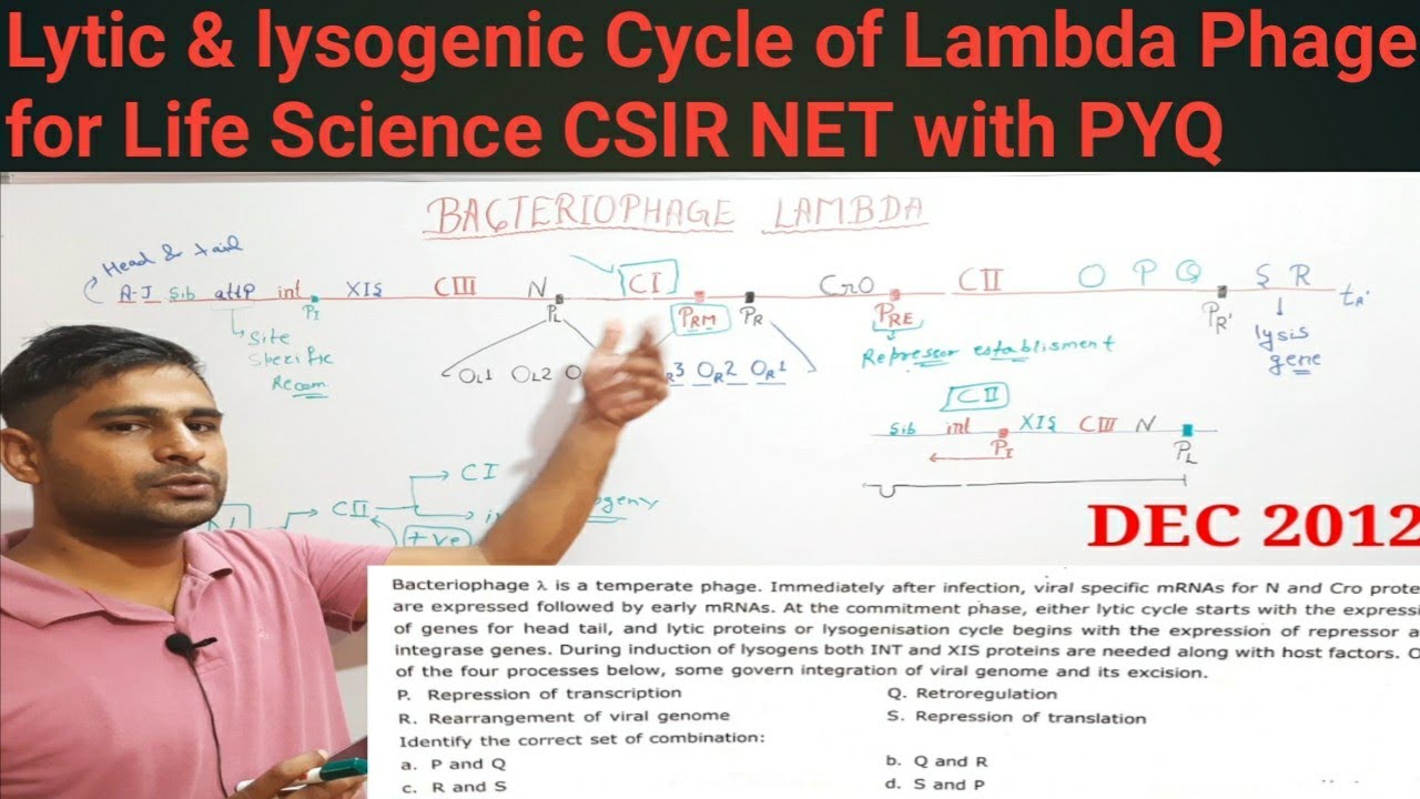 lytic and lysogenic cycle of lamda phage| Cro gene | Life sciences CSIR ...