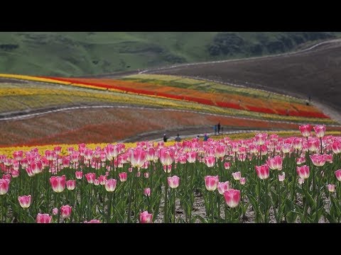 Tanrı Dağı eteklerinde 'lale denizi'