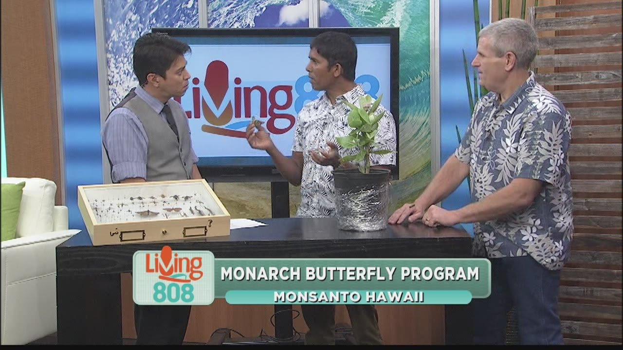 Monsanto Hawaii Monarch Butterfly Program - YouTube