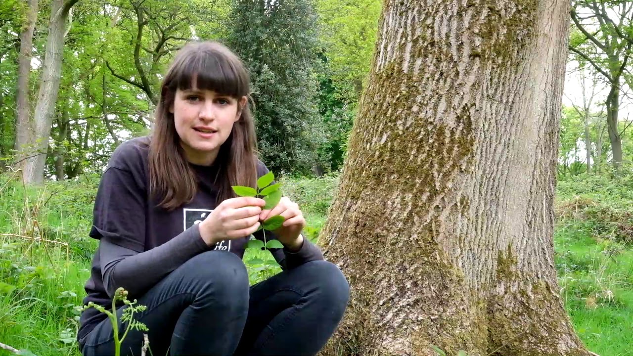 Wildlife TEDtalk Trees - YouTube