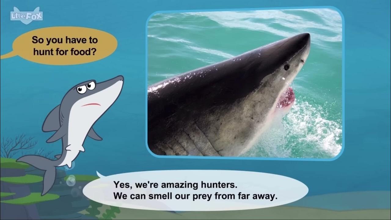 Meet the animals season 1 episode 1 great white shark - YouTube